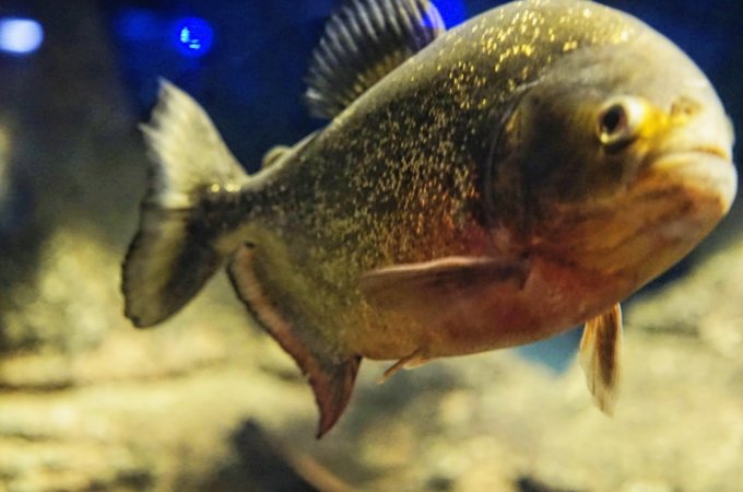 Malta National Aquarium: tickets, opening hours & free entry - My ...