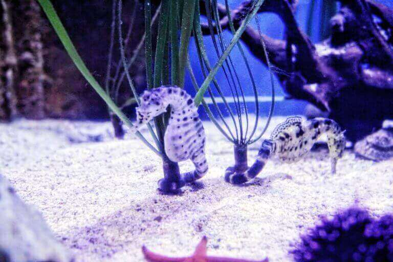 Malta National Aquarium: tickets, opening hours & free entry - My ...