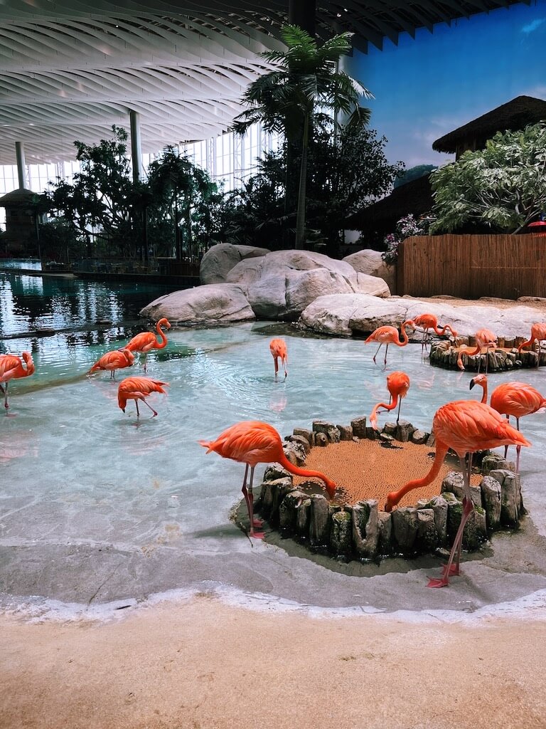 SeaWorld Abu Dhabi: tickets, opening hours & free entrances